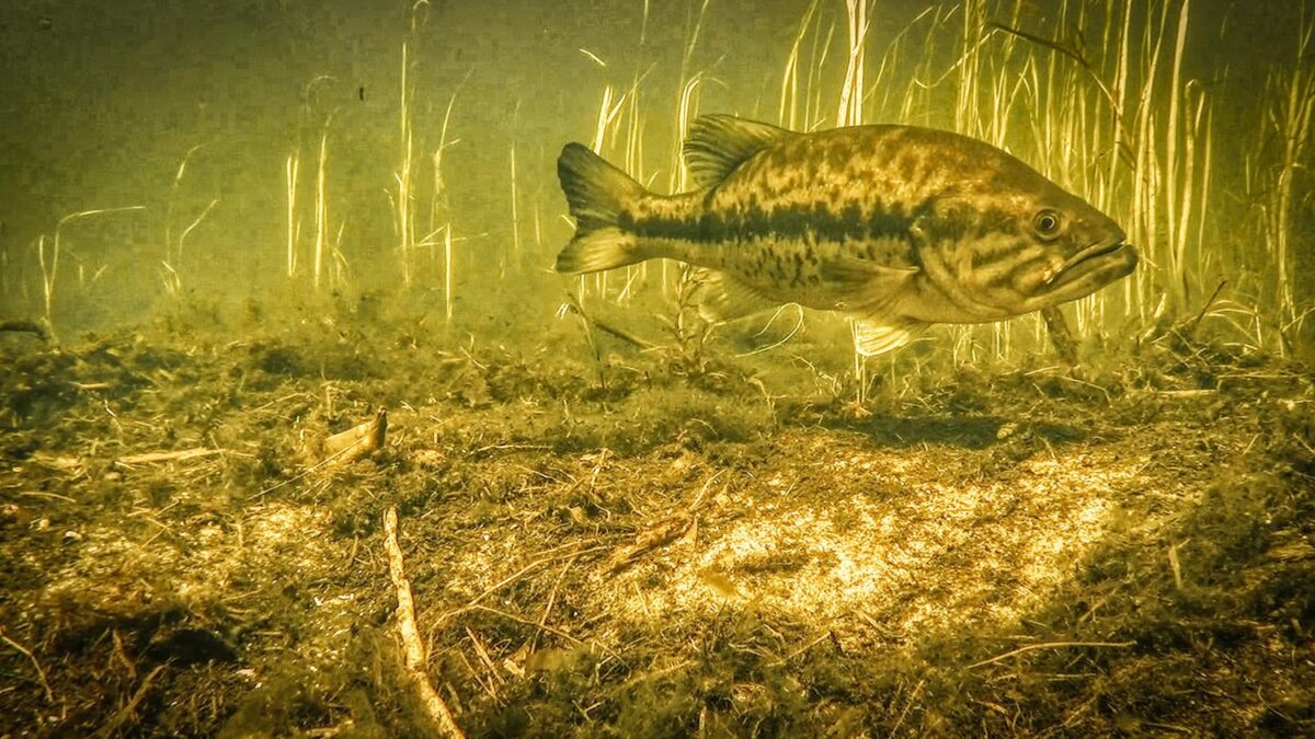 Sight Fishing Tricks for Bass Fishing in the Spring - Wired2Fish