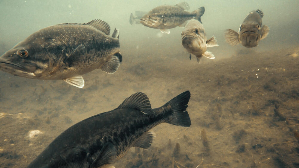 Where to Find Prespawn Bass After Cold Fronts - Wired2Fish