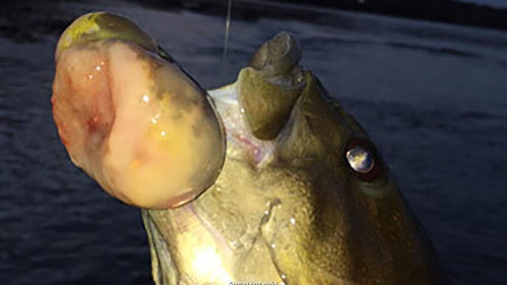 Smallmouth Bass Tests Positive for Cancer - Wired2Fish