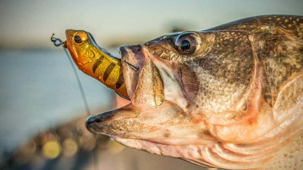 Megabass Big Gabot Frog Review - Wired2Fish