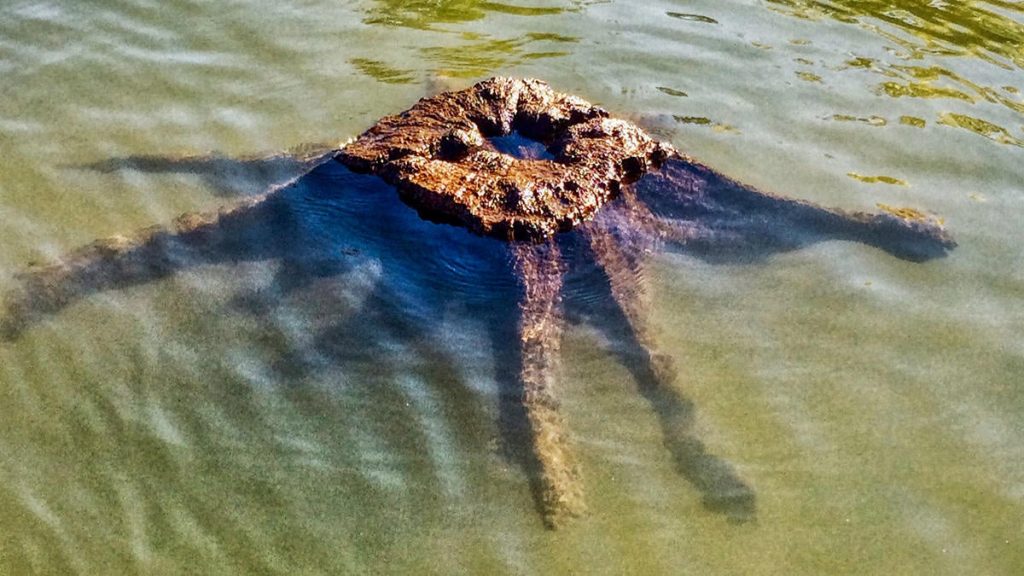 What You are Really Fishing when You Fish a Stump - Wired2Fish