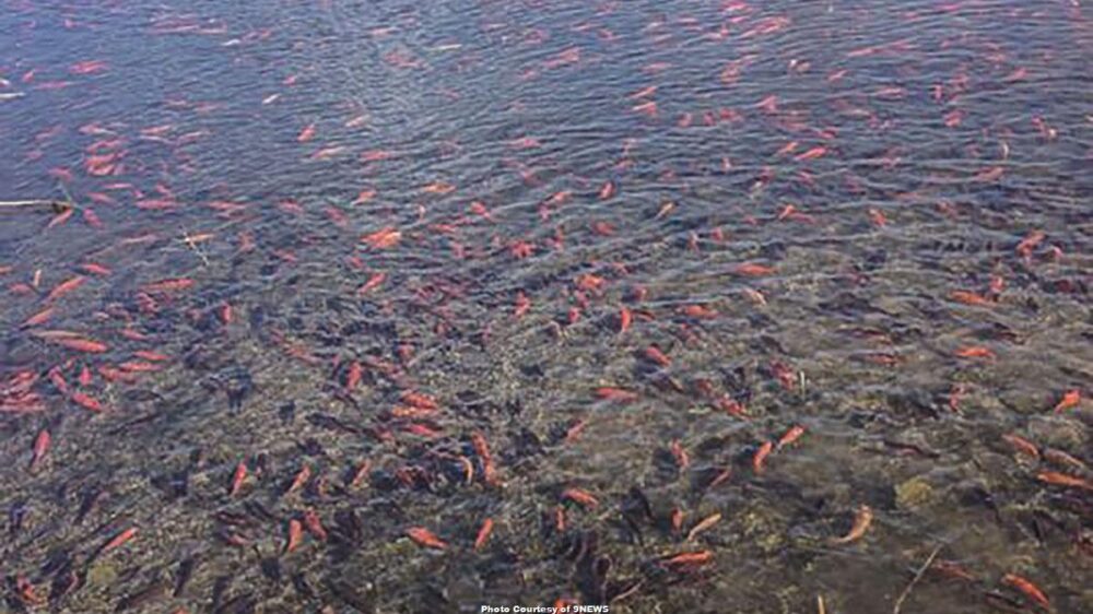 Goldfish Take Over Colorado Lake - Wired2Fish