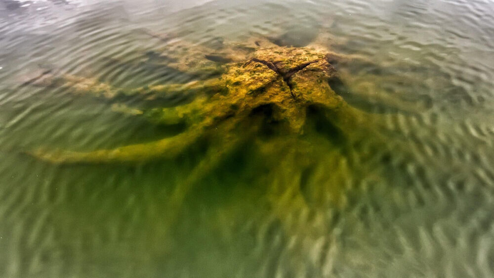 What You are Really Fishing when You Fish a Stump - Wired2Fish