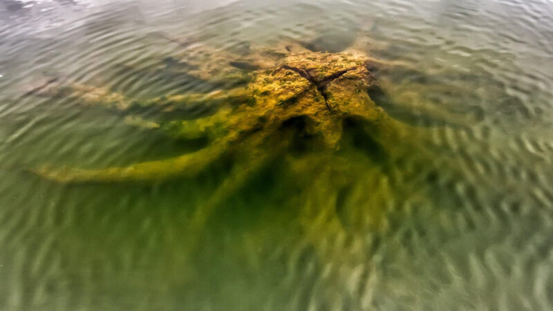 What You are Really Fishing when You Fish a Stump - Wired2Fish