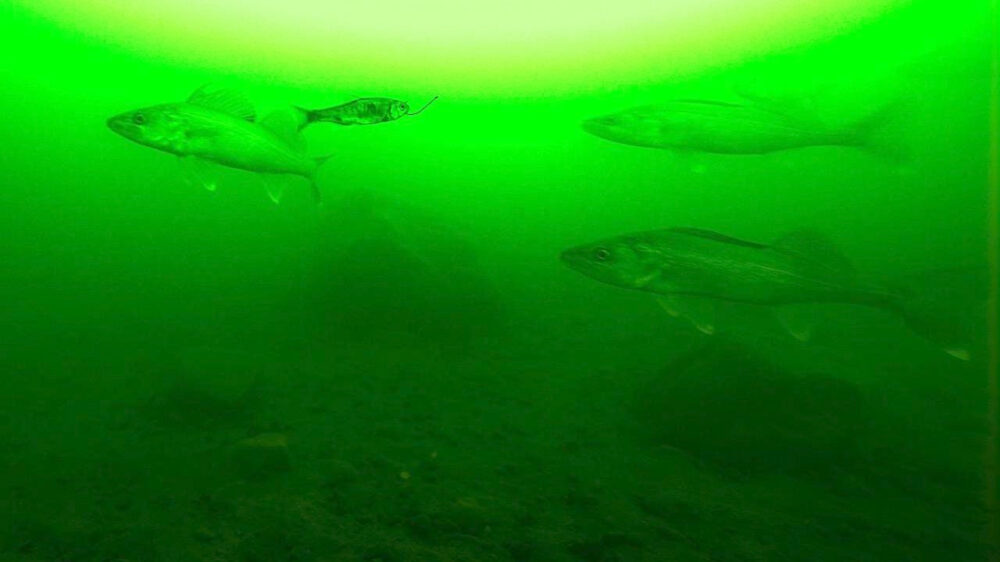 How to Drop Shot Walleye Through the Ice - Wired2Fish