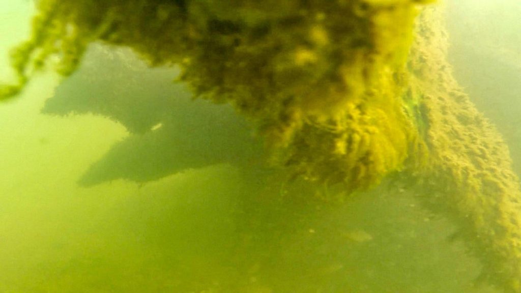 What You are Really Fishing when You Fish a Stump - Wired2Fish