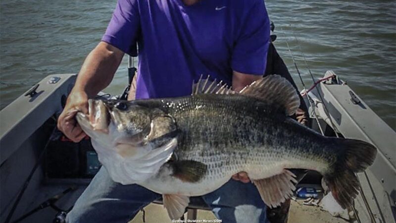 17-pound Bass Caught in Georgia - Wired2Fish