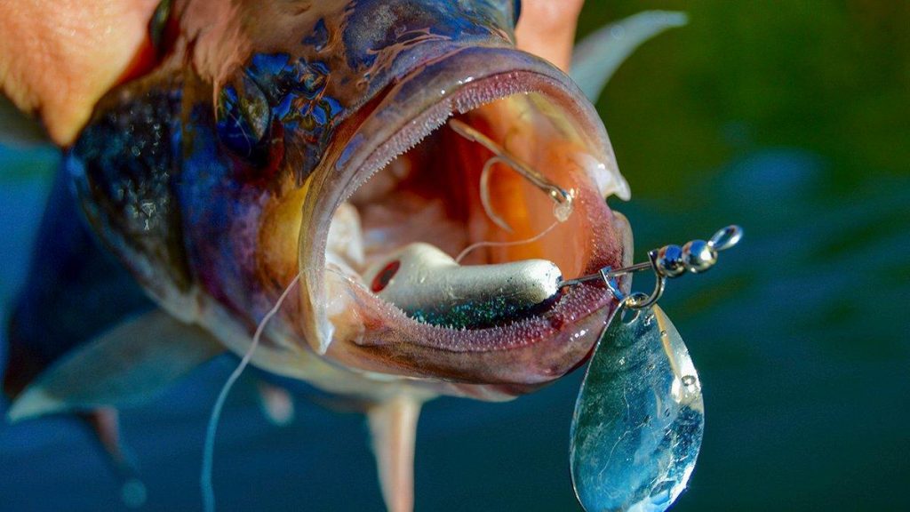 How to Trick Cold Water Bass with Tail Spins - Wired2Fish