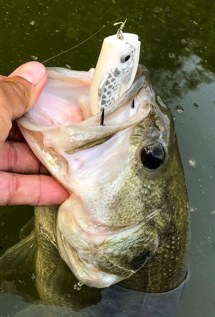 Strike King KVD Popping Perch Review - Wired2Fish