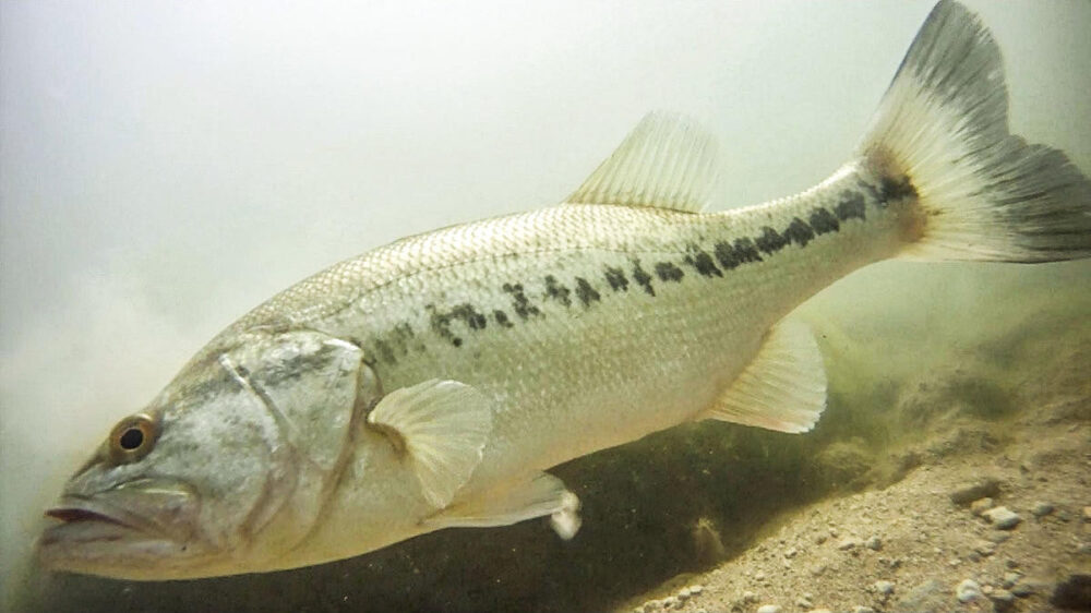 How to Keep Catching Bass after the Shad Spawn Ends - Wired2Fish