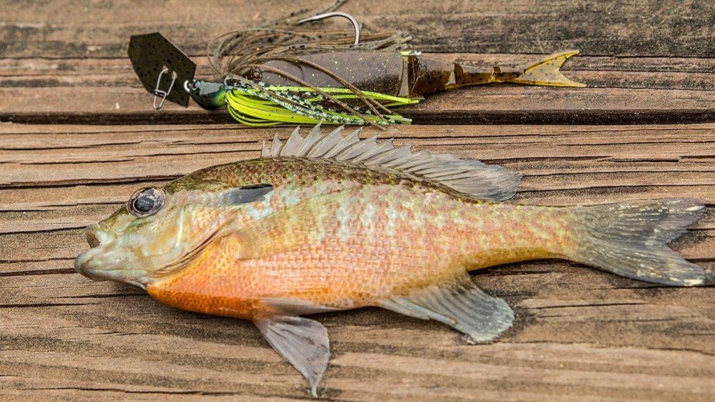 Z-Man RaZor ShadZ Swimbait Review - Wired2Fish