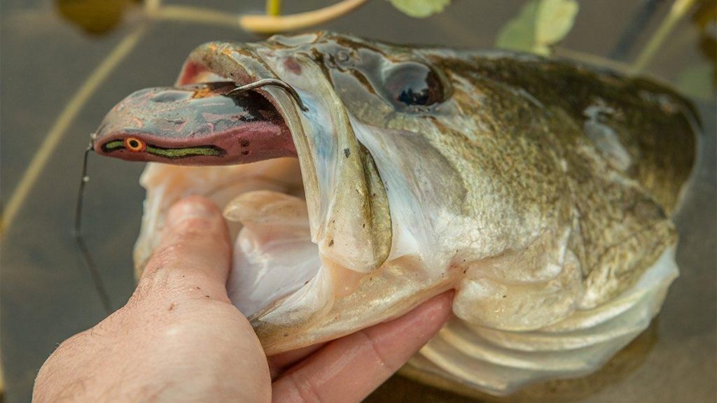 Zoom Frog Review - Wired2Fish