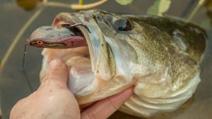 Zoom Frog Review - Wired2Fish