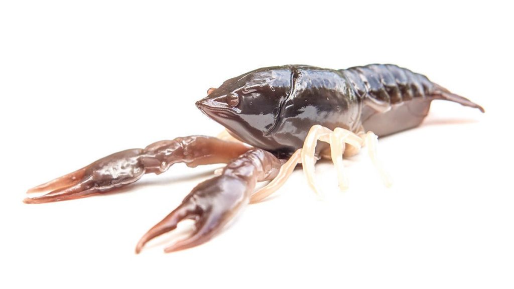 Tackle HD Hi-Def Craw Review - Wired2Fish