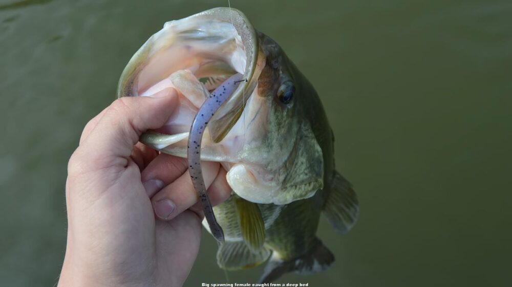 Why Fishing for Deep Spawners is Better - Wired2Fish