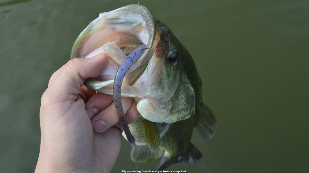 Why Fishing for Deep Spawners is Better - Wired2Fish