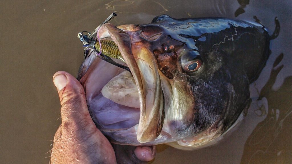 How to Pick the Right Swim Jig Trailers for Bass Fishing - Wired2Fish