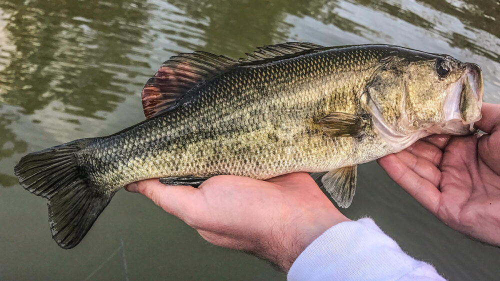 Believe It or Not, Bass Actually Have Hair Cells - Wired2Fish