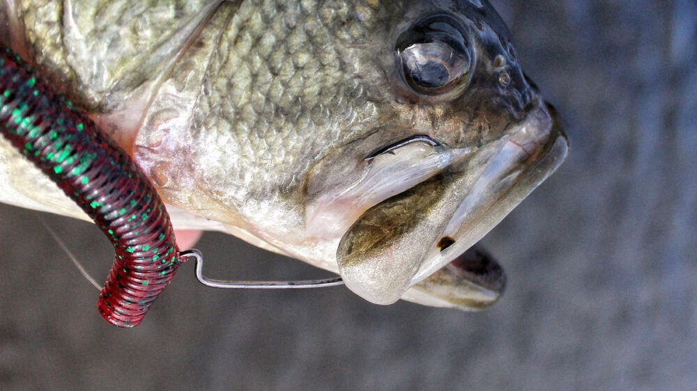 Lazer Trokar EWG Worm Hook Review - Wired2Fish