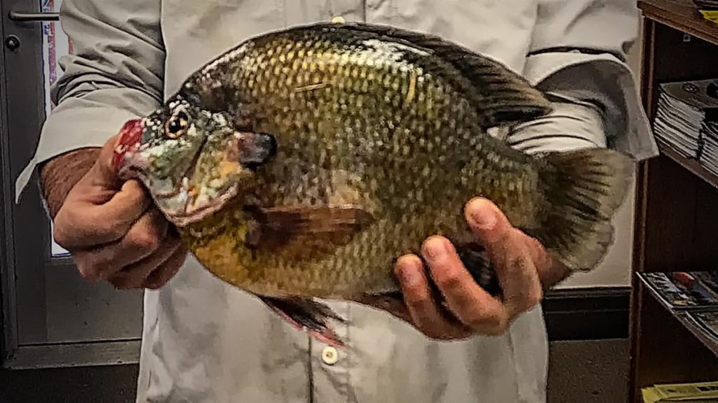 New Colorado State Record Bluegill Caught - Wired2Fish