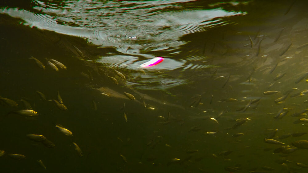 How to Fish Wakebaits for Fall Bass - Wired2Fish