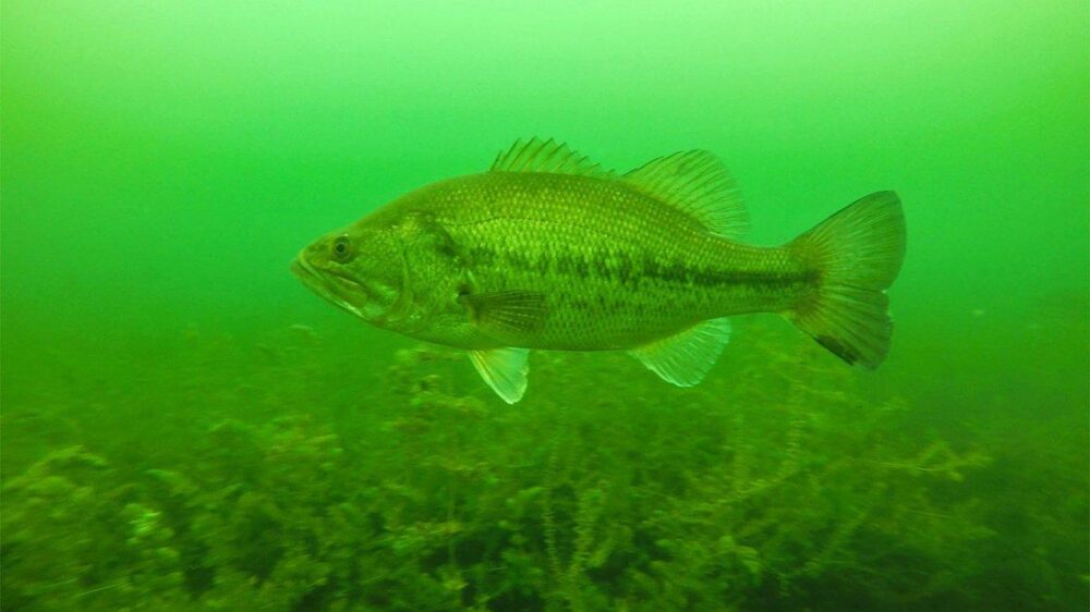 Fizzing Bass: Are You Doing More Harm Than Good? - Wired2Fish