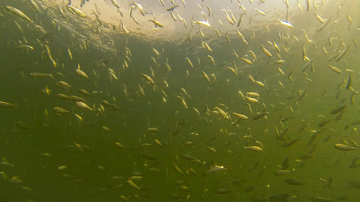 3 Go-To Shad Spawn Lures for Bass Fishing - Wired2Fish