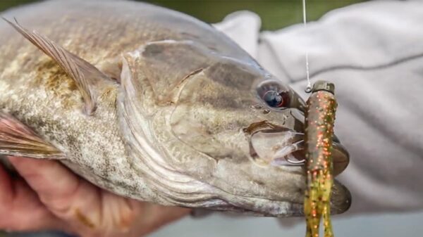 Z-Man Project Z ProFileZ: Drew Reese - Wired2Fish