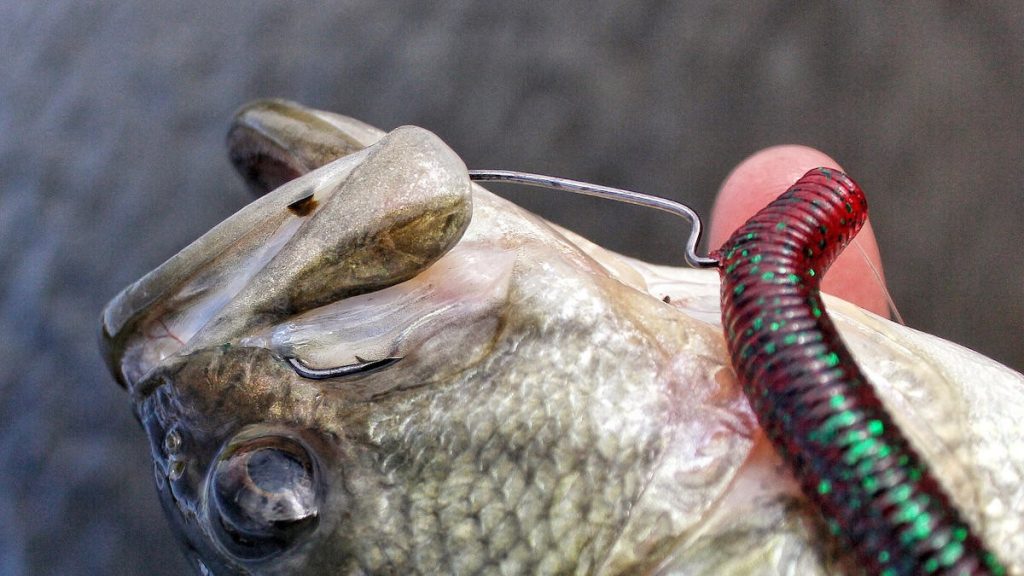 Lazer Trokar EWG Worm Hook Review - Wired2Fish