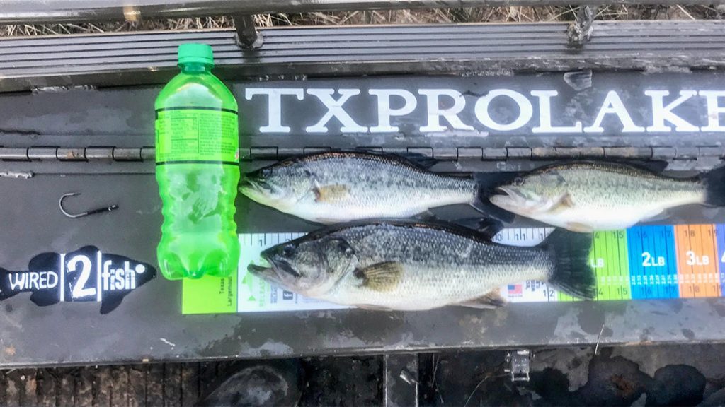 Pouring Soda on Fish Gills: Does it Actually Work? - Wired2Fish