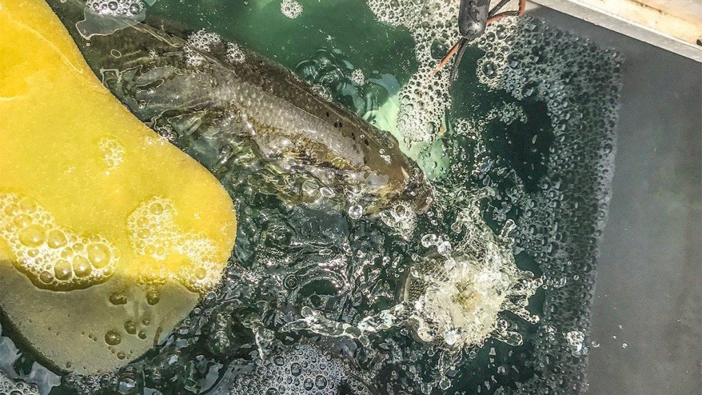 An Easy Livewell Trick for Better Fish Care - Wired2Fish