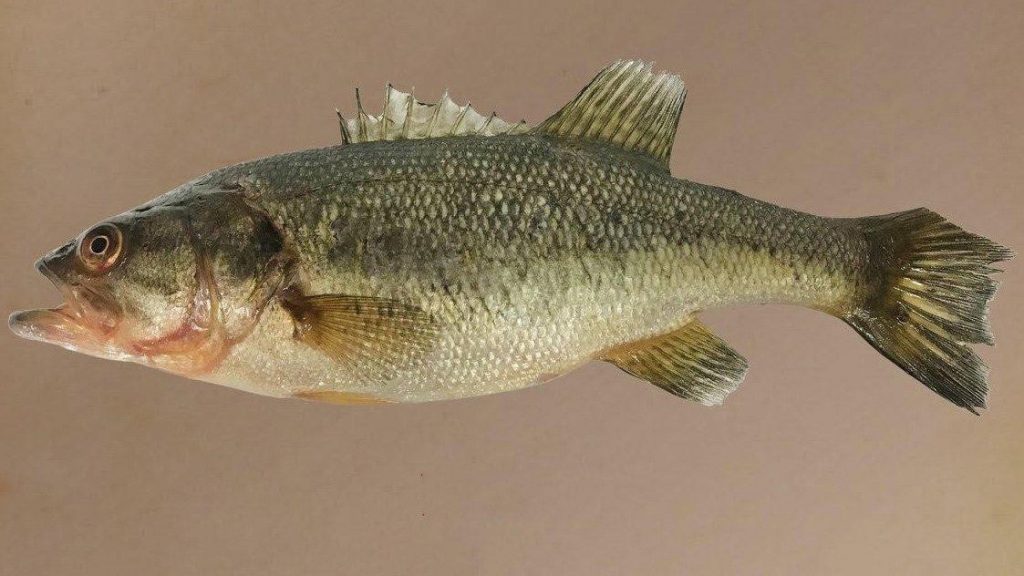 Bass Caught in Alaska has DNR Asking Anglers to Remove All Bass ...