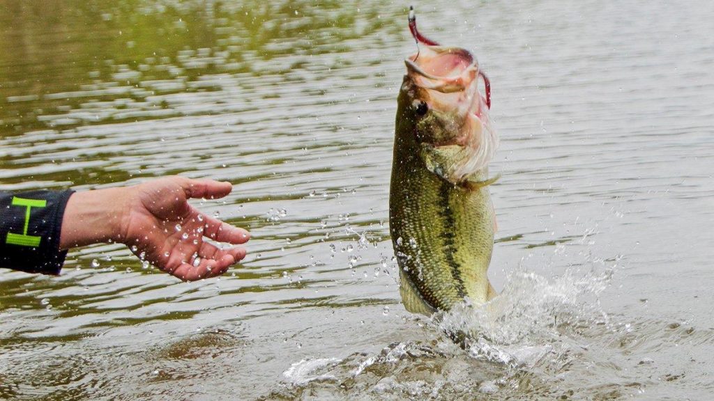 How to Catch More Bass Fishing Simple Worms - Wired2Fish