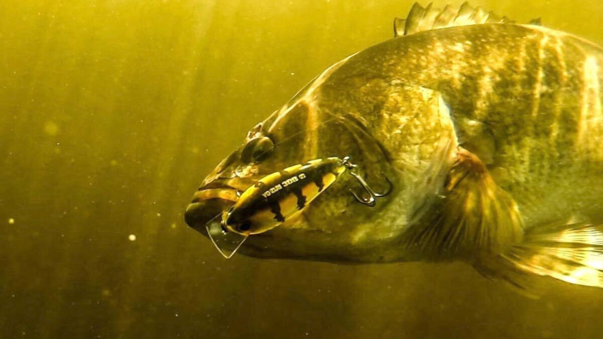 Square Bill Crankbaits: Early Spring Bass Tips - Wired2Fish