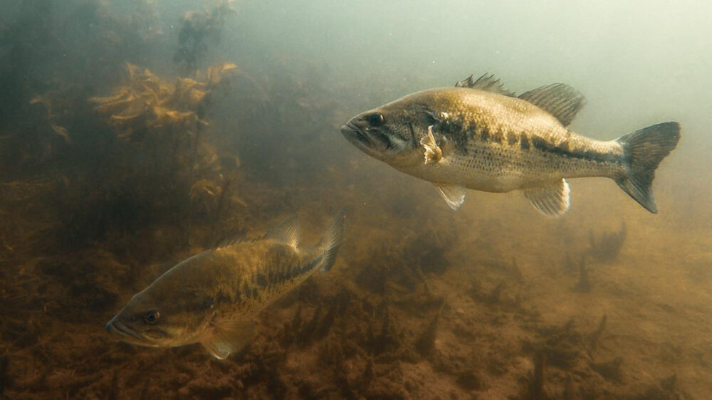 Where to Find Bass in the Spring | Underwater Analysis - Wired2Fish