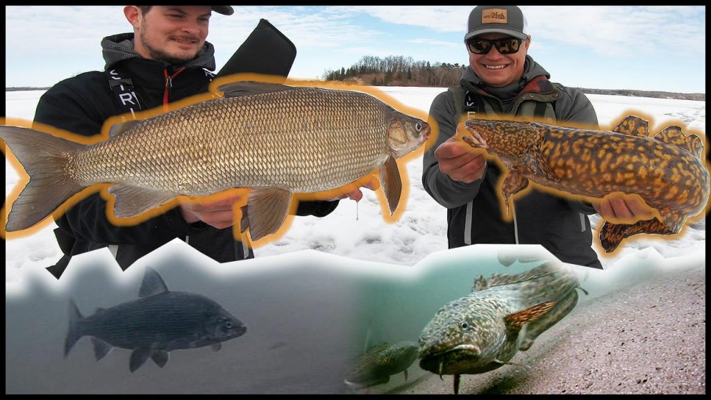 Catching Prespawn Burbot | INSANE Underwater Footage - Wired2Fish