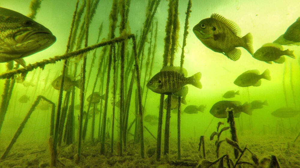 Big Panfish and Bass Underwater Video - Wired2Fish