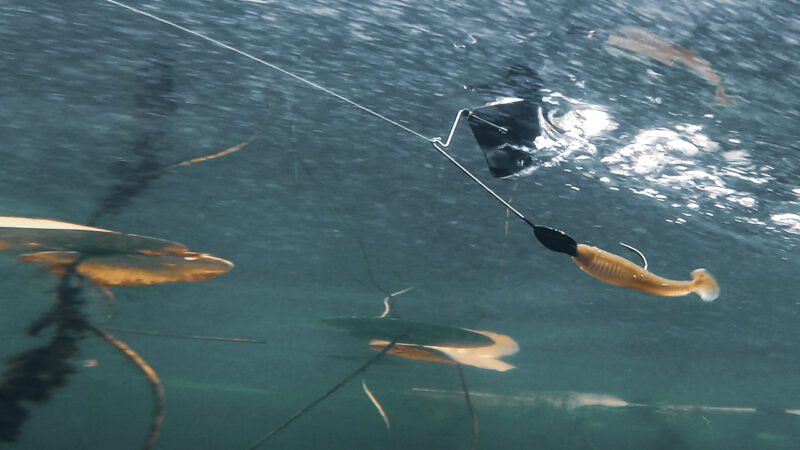 5 Fall Buzzbait Tips to Catch Active Bass - Wired2Fish