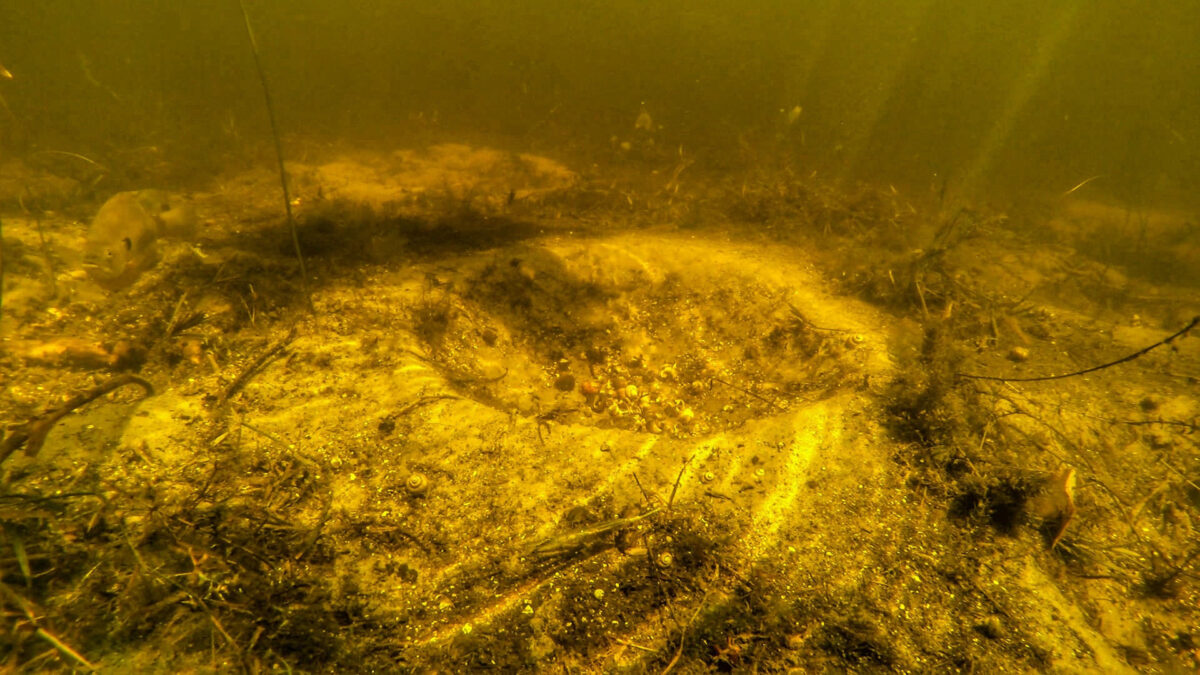 Bass Fishing Bluegill Beds: Side Imaging and Shaky Head Tips - Wired2Fish