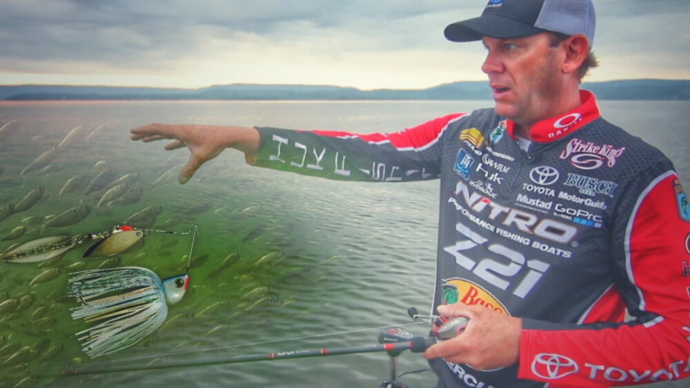 Why You Need to Understand the Shad Spawn - Wired2Fish