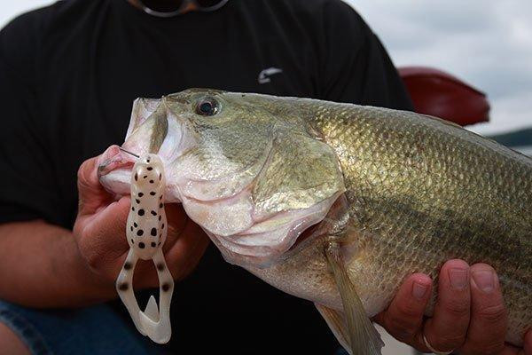 10 Tips for More Team Bass Tournament Success - Wired2Fish