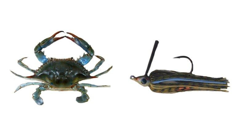 6 Unique Forage Options for Bass Fishing - Wired2Fish