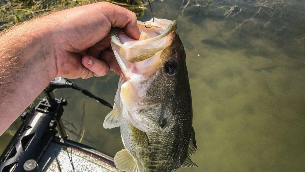 5 Wacky Rig Mistakes You Should Avoid - Wired2Fish
