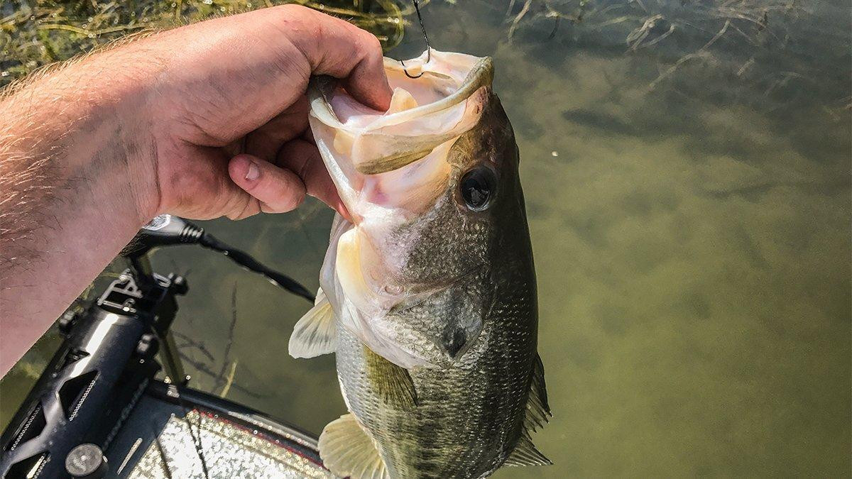 5 Wacky Rig Mistakes You Should Avoid - Wired2Fish