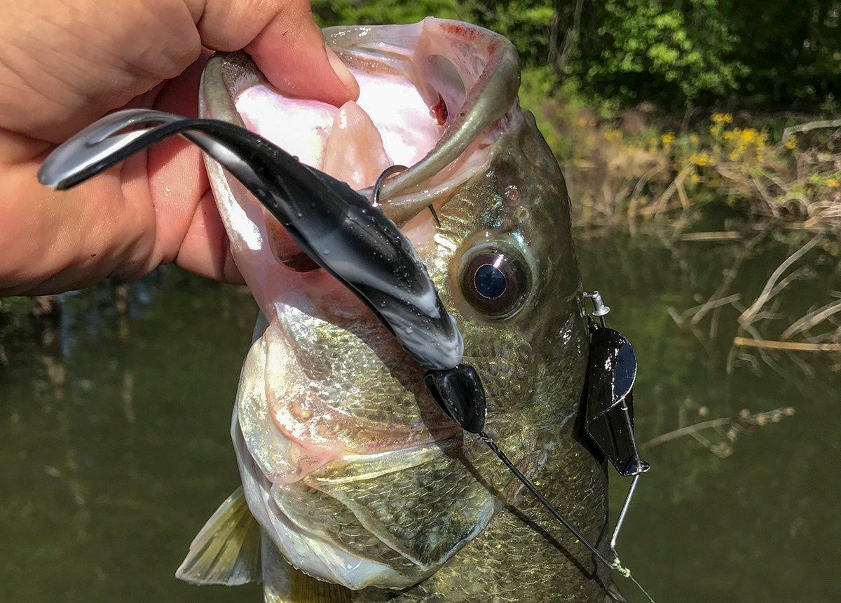 War Eagle Buzz Toad Review - Wired2Fish