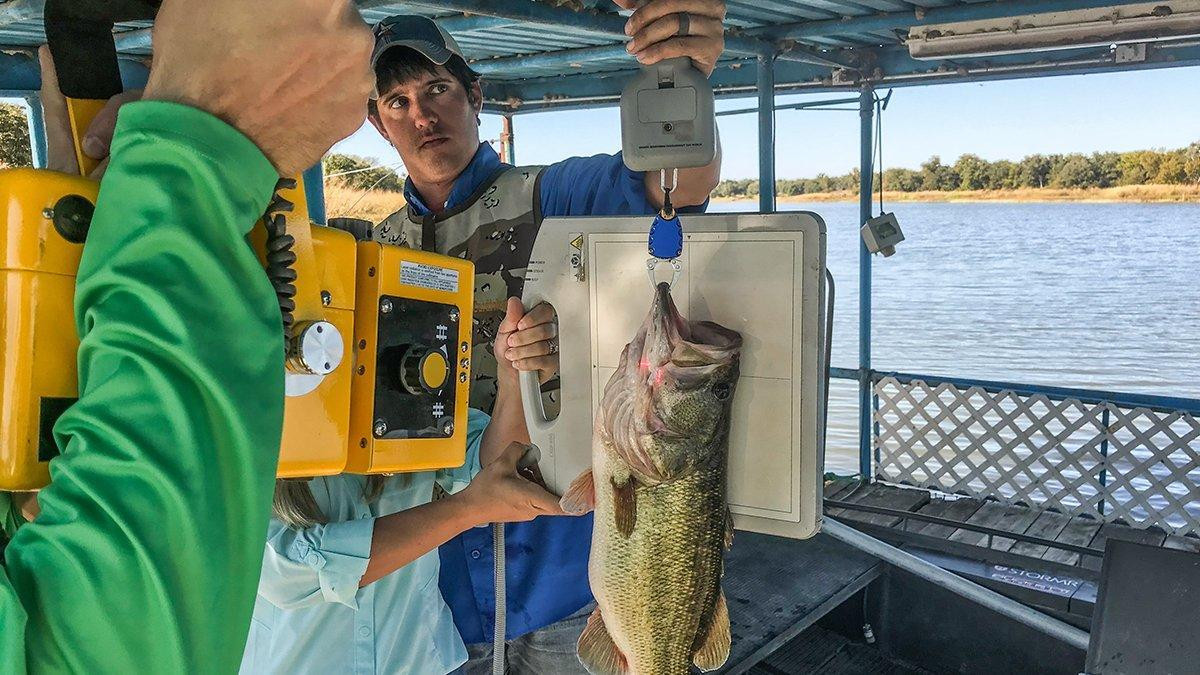 What Happens When You Hold a Bass? - Wired2Fish