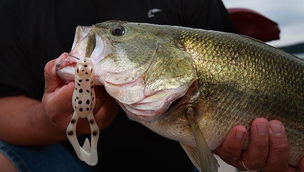 How to Find Fish on Power Generation Fisheries - Wired2Fish