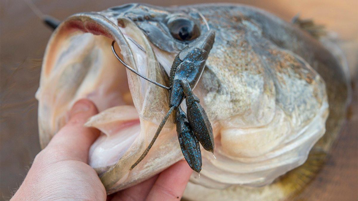Biwaa Armored Craw [Review] - Wired2Fish