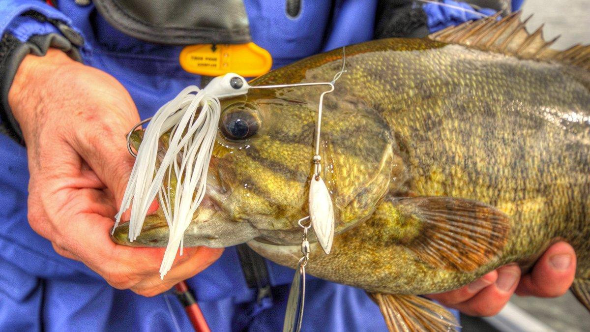 How to Fish for Salad Smallmouths - Wired2Fish