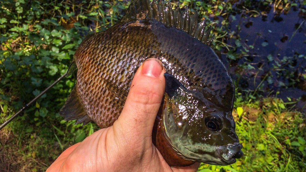 10 Ways to Become a Better Grass Angler - Wired2Fish